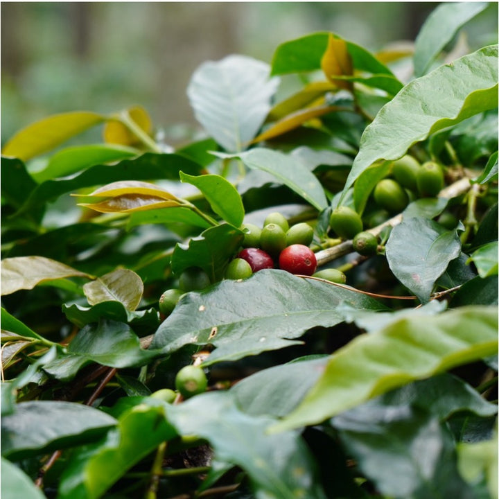 株式会社Rational Idea 公式オンラインストア